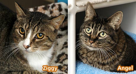 Animal Friends Rescue Project Swap | Best Friends Animal Society