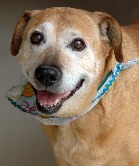 Dog with Weight to Lose | Best Friends Animal Society