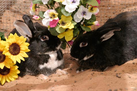 Responsible Bunny Care | Best Friends Animal Society - Save Them All