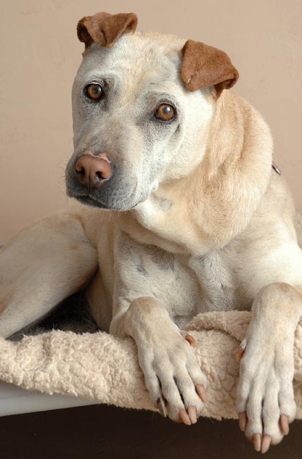 Shar-Pei Dog Transformation | Best Friends Animal Society