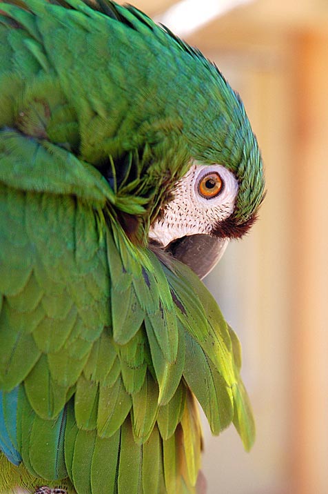 Severe Macaw Feather Plucking | Best Friends Animal Society
