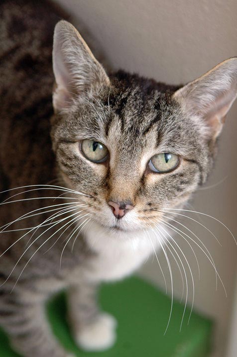 20-Year-Old Cat's Legacy | Best Friends Animal Society