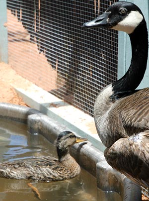 Baby Mallard Duck Rescue | Best Friends Animal Society