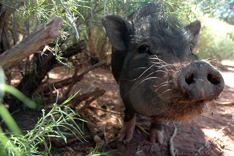 Stroke of genius | Best Friends Animal Society - Save Them All