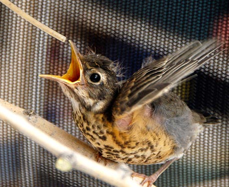 Heat wave strikes robin | Best Friends Animal Society