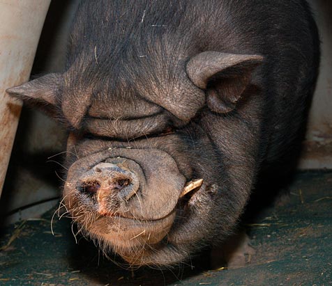 Healthy Diet for Overweight Pig | Best Friends Animal Society