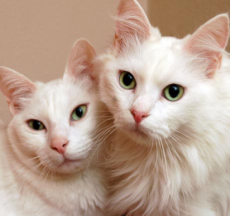 Neurological Cat Pals | Best Friends Animal Society