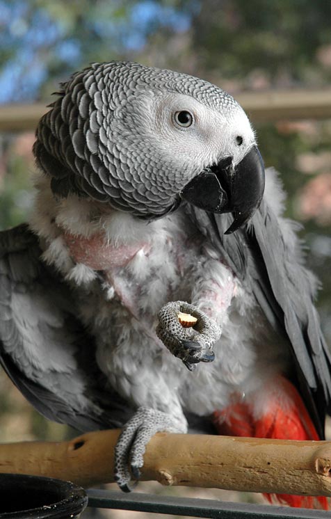 Fluff your feathers | Best Friends Animal Society