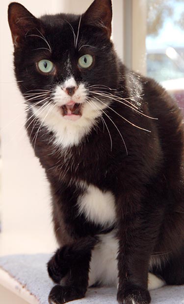 Antisocial Cat No More | Best Friends Animal Society