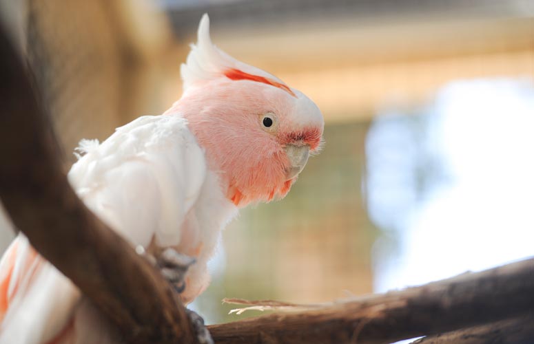 Spotlight on Special Animals | Best Friends Animal Society