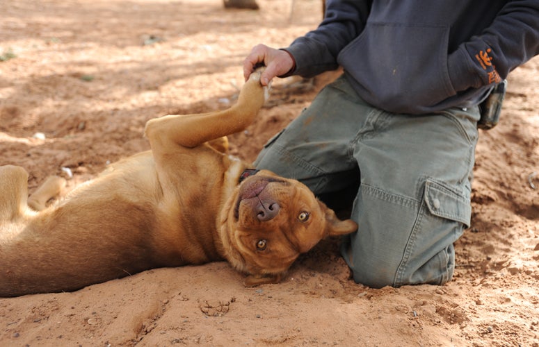 Dog Box Game | Best Friends Animal Society