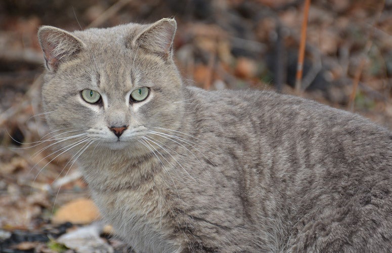 Baltimore Feral Cats Project | Best Friends Animal Society