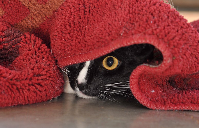 Manx Cat with Manx Syndrome | Best Friends Animal Society