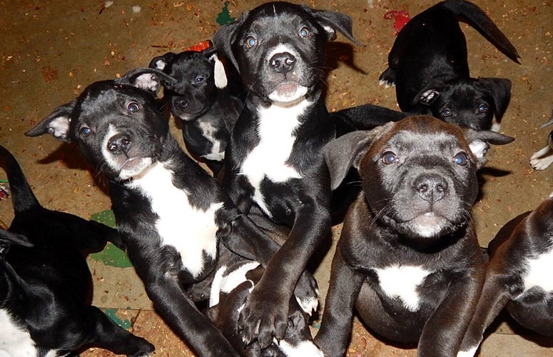 Helping Detroit Animals | Best Friends Animal Society