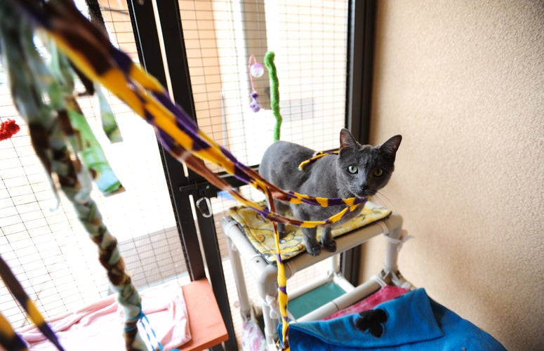Cat Chasing Tail | Best Friends Animal Society