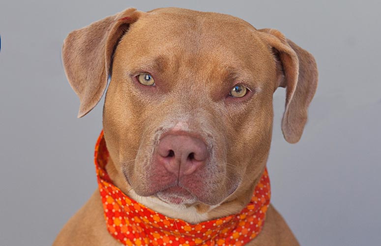 Pit Bull Service Dog | Best Friends Animal Society