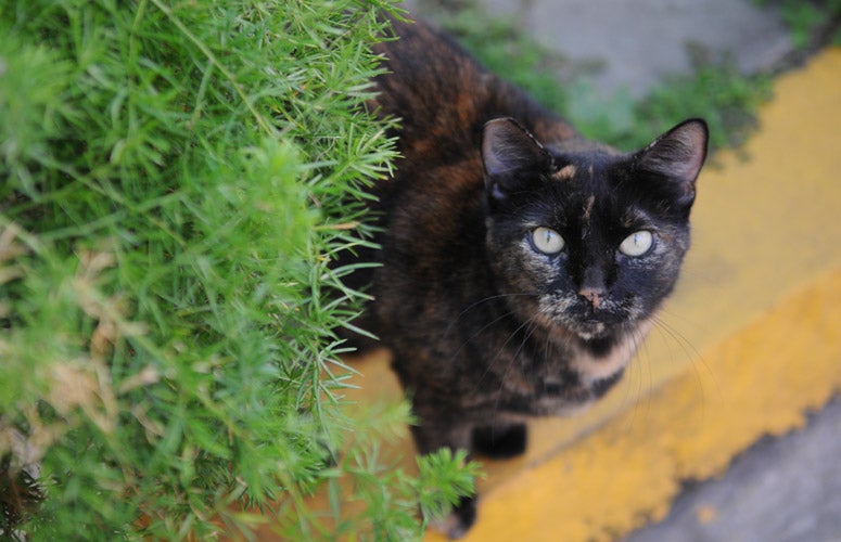 New TNR Programs Across US | Best Friends Animal Society