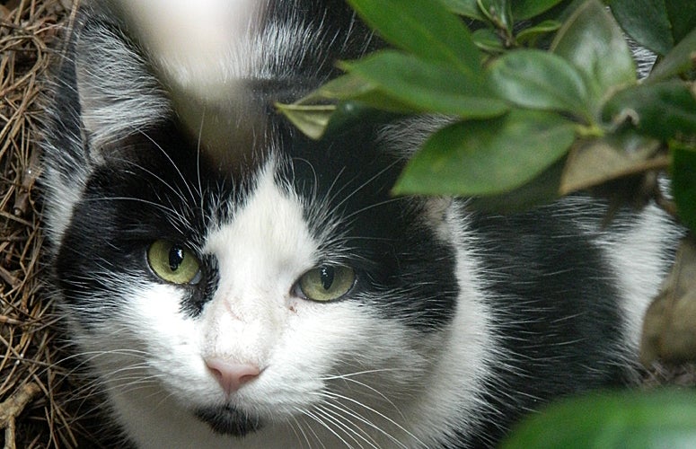 Community Cats Are Family | Best Friends Animal Society