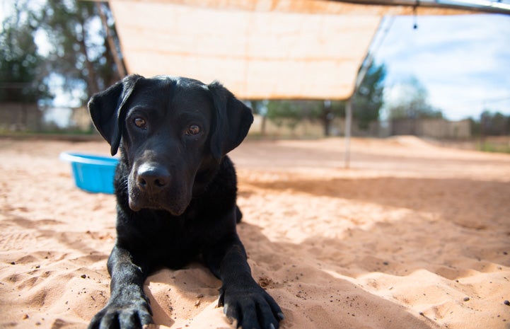 Black Lab with Vision and Hearing Loss | Best Friends Animal Society