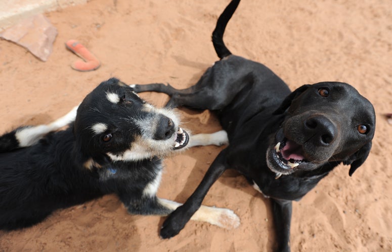Two Dogs Become Friends | Best Friends Animal Society