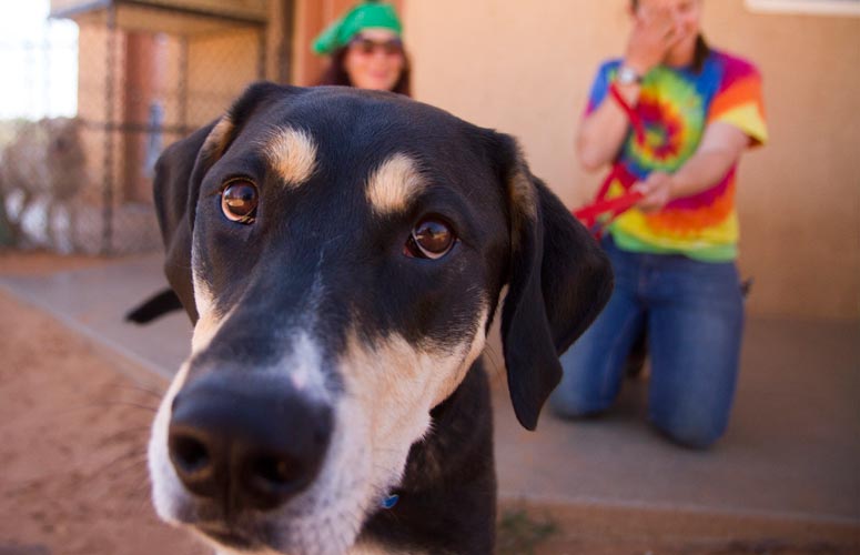 Hound Mix Scared of the Sound of Trucks | Best Friends Animal Society