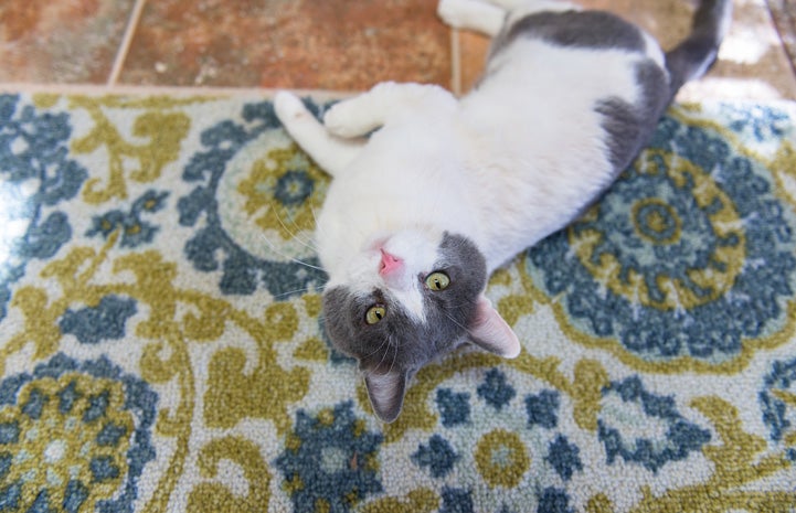 Tomcat Becomes House Cat | Best Friends Animal Society