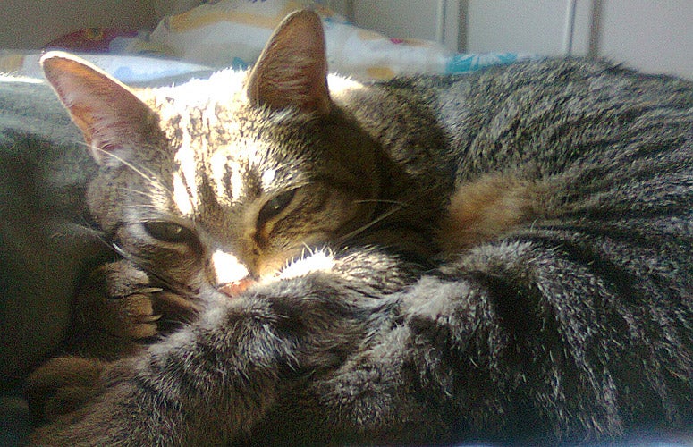 Helping Homeless Pets | Best Friends Animal Society