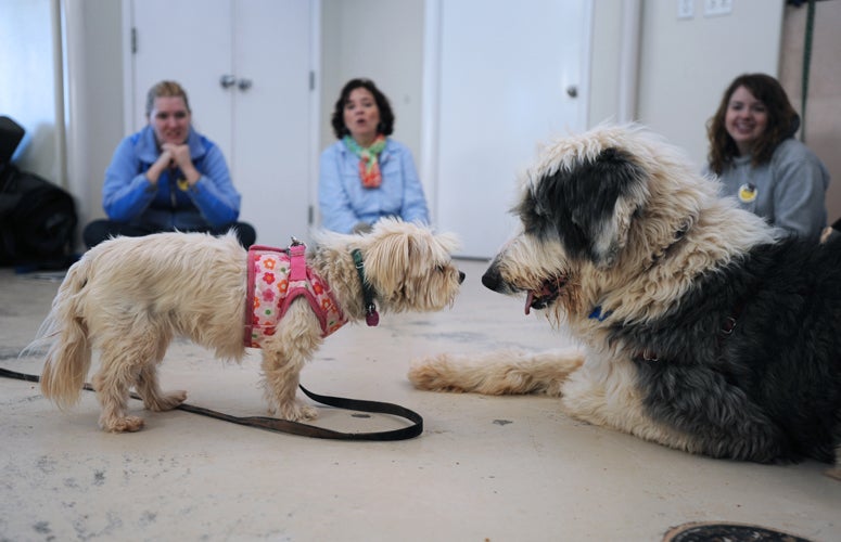 Steps for Introducing Two Dogs | Best Friends Animal Society