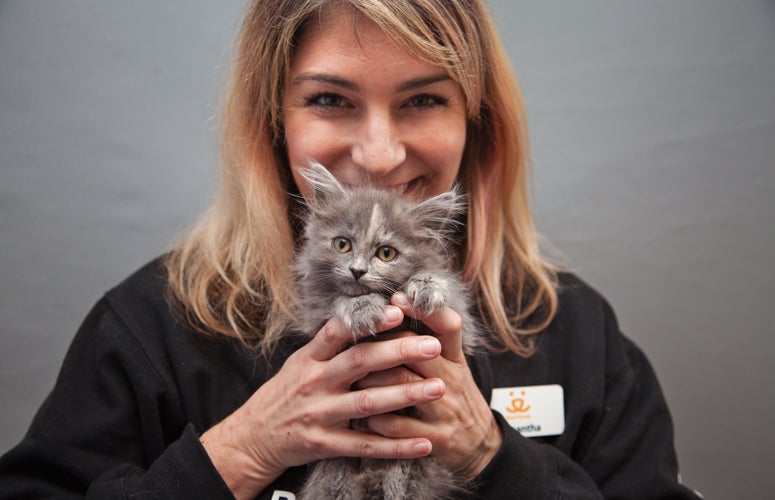 Socializing Distrustful Cats | Best Friends Animal Society