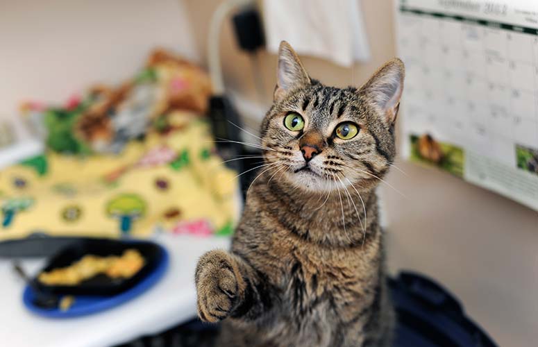 Stray Cat Gets Help at Sanctuary | Best Friends Animal Society