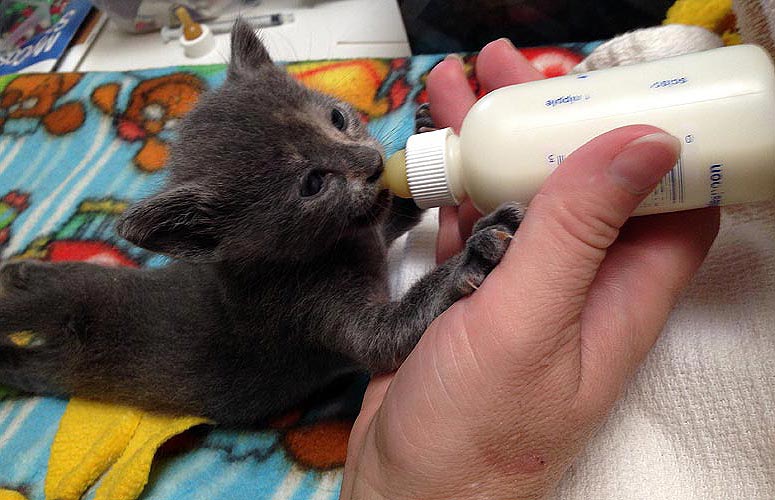 Beaver Utah Trap Neuter Return (TNR) | Best Friends Animal Society