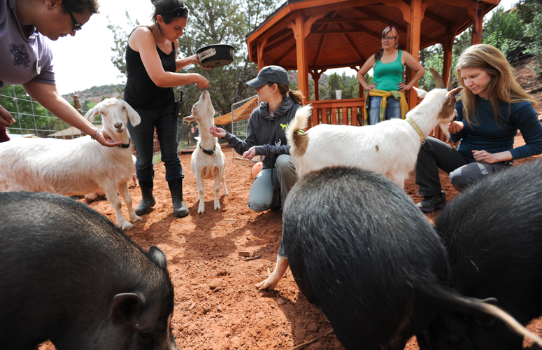 Goat and Pig Play Dates | Best Friends Animal Society