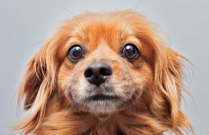 Scared Red Spaniel Adopted | Best Friends Animal Society