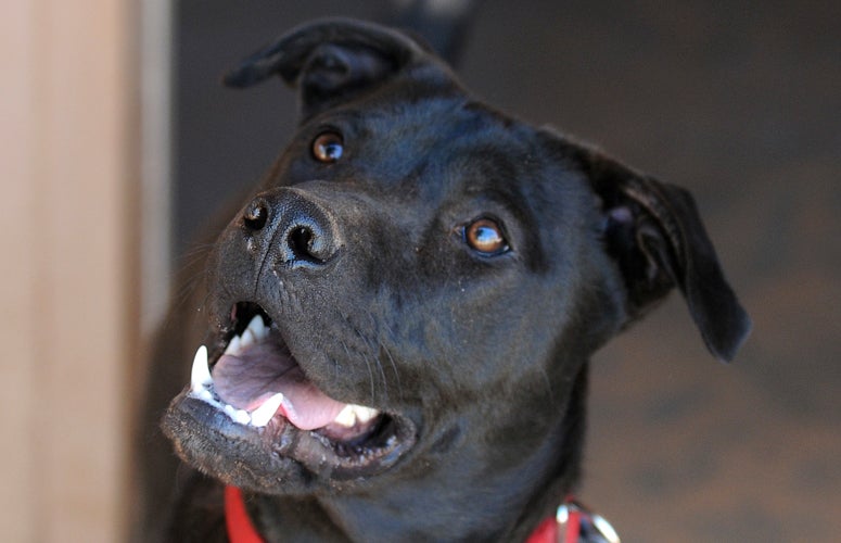 Positive Dog Training Pays Off | Best Friends Animal Society