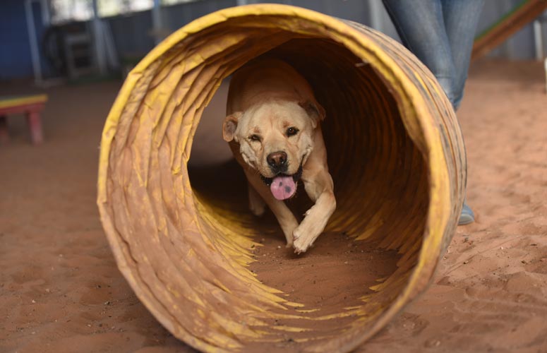 Dog Impulse Control Training | Best Friends Animal Society