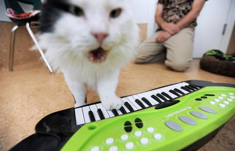 Clicker Training for Cats | Best Friends Animal Society