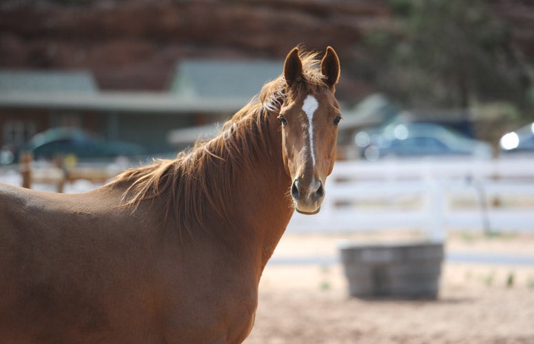 Former Racehorse Had Been Neglected | Best Friends Animal Society