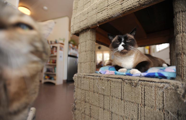 Rescued cat makes friends | Best Friends Animal Society