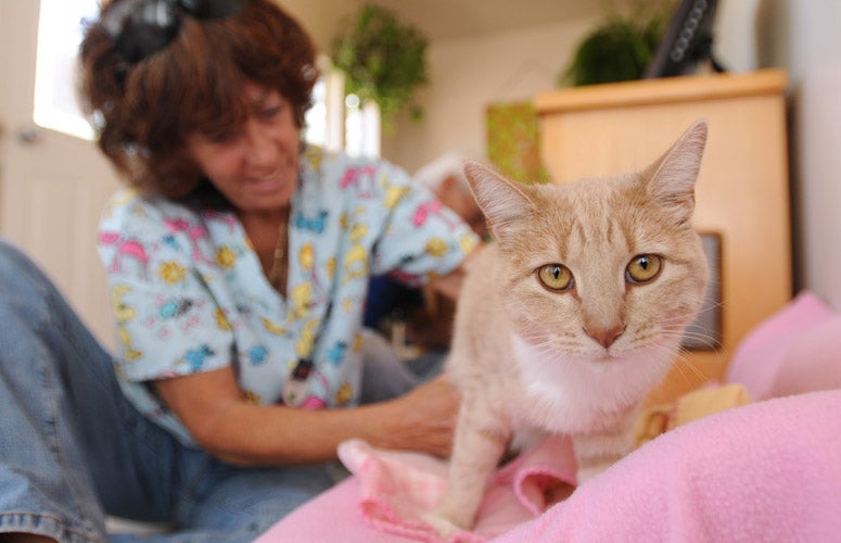 Once Paralyzed Cat Can Walk | Best Friends Animal Society