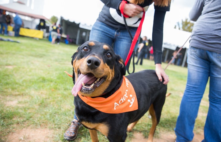 Rottweiler Adoption | Best Friends Animal Society