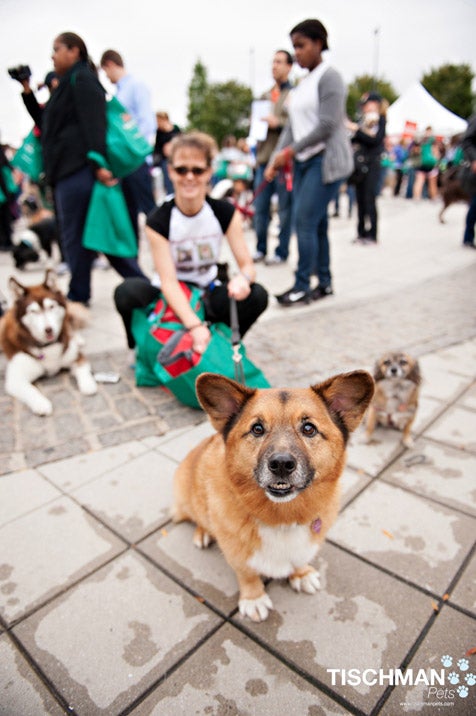 Well-heeled strutting in New York City | Best Friends Animal Society