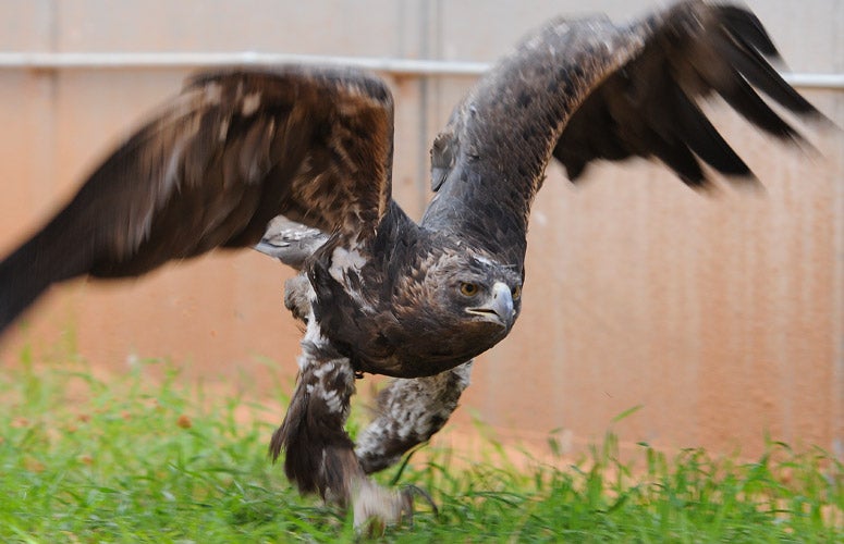 Golden Eagle Hit By Truck | Best Friends Animal Society