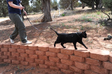 Cat Loves Walks | Best Friends Animal Society
