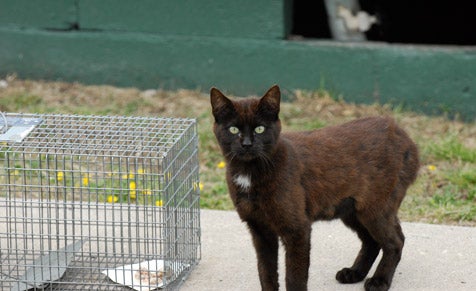 Cat Success Stories | Best Friends Animal Society