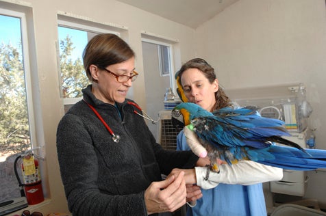 Avian Veterinarian Volunteer | Best Friends Animal Society