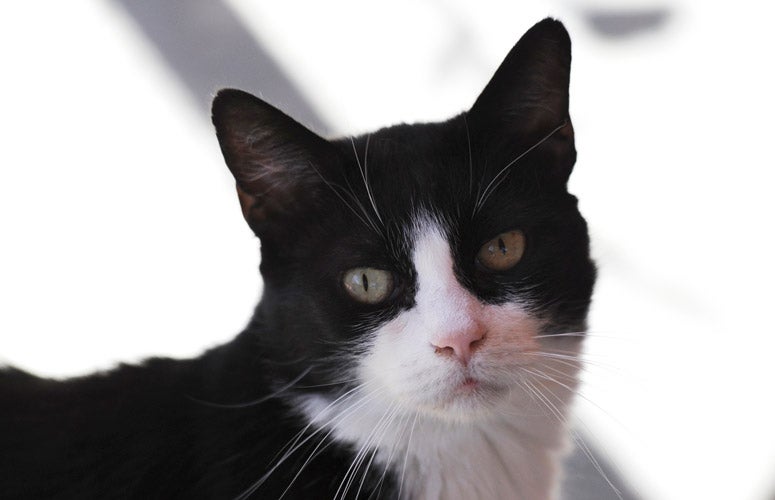 A changed cat | Best Friends Animal Society