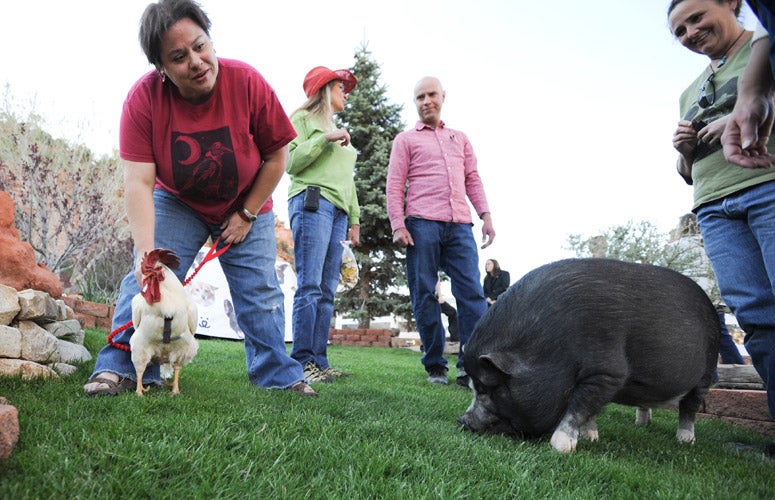Walking Roosters and a Duck on a Harness | Best Friends Animal Society