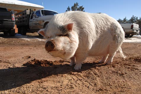 Pig Mechanical Blindness | Best Friends Animal Society