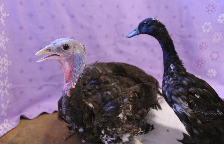 Turkey and Indian Runner Duck Friends | Best Friends Animal Society