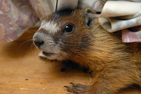 Marmot Sick from Rat Poison | Best Friends Animal Society